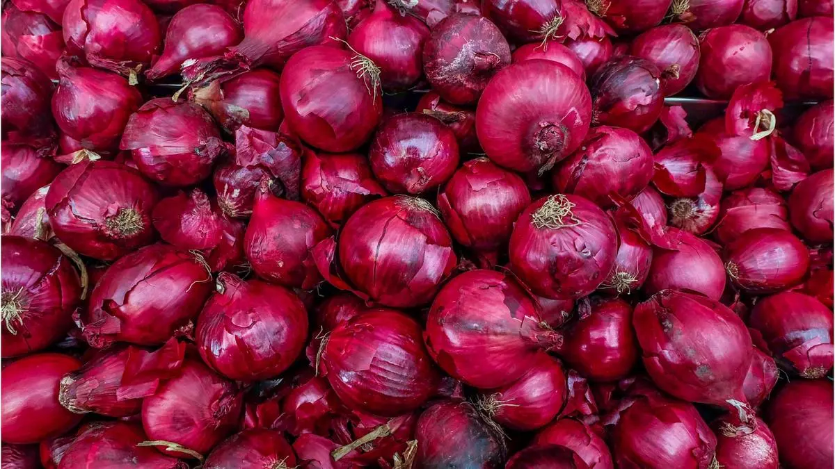 India imposes 40% export duty on onion - The HinduBusinessLine
